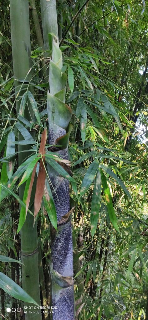 Bamboo - Nepali Plant